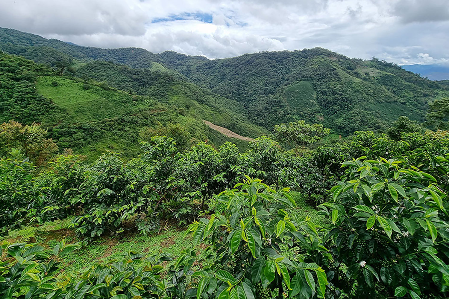 Shaka: Espresso/Filter Blend – BadHandCoffee