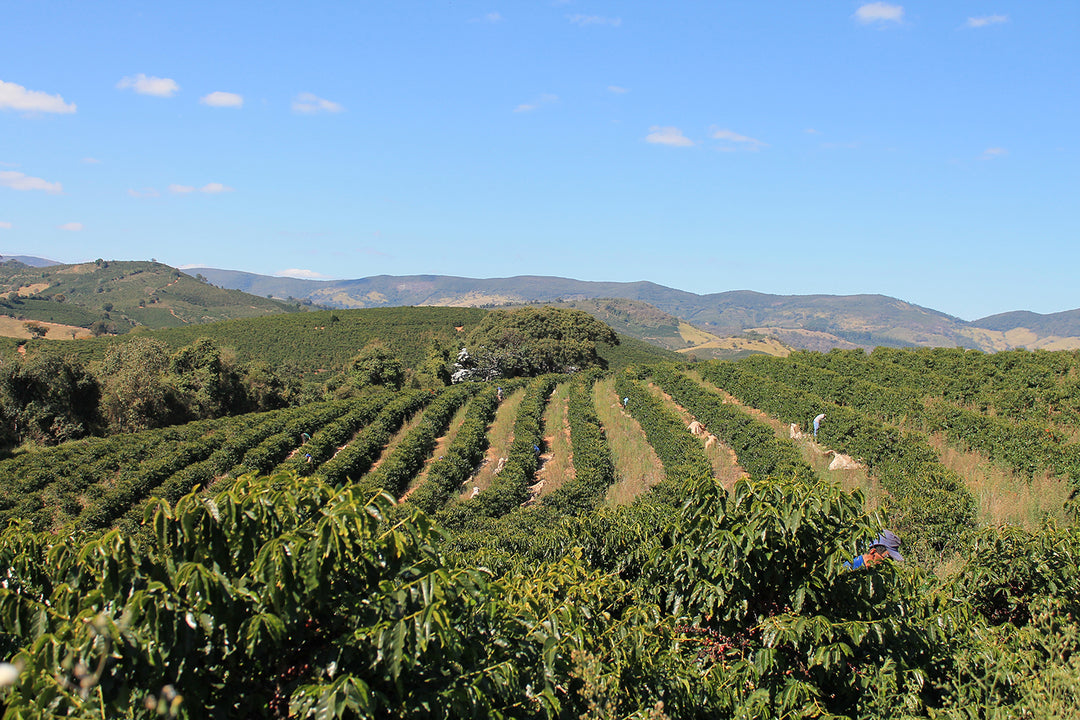 Brazil Cerrado Coffee Beans - Delivered fresh to order – BadHandCoffee